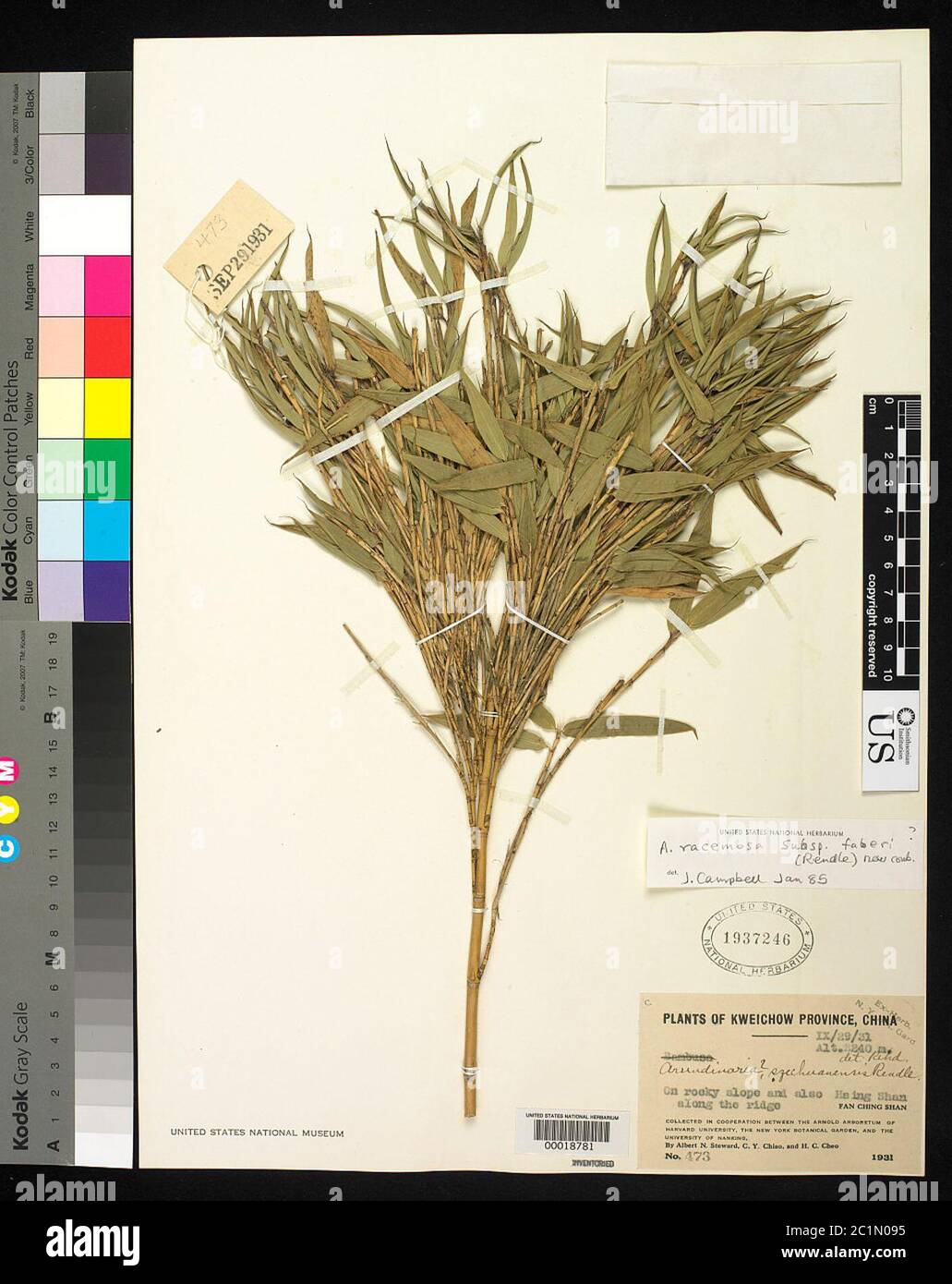 Racemosus hi-res stock photography and images - Alamy