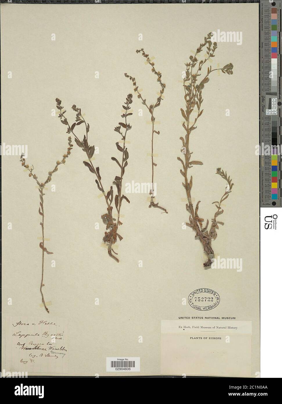 Lappula myosotis Moench Lappula myosotis Moench Stock Photo - Alamy