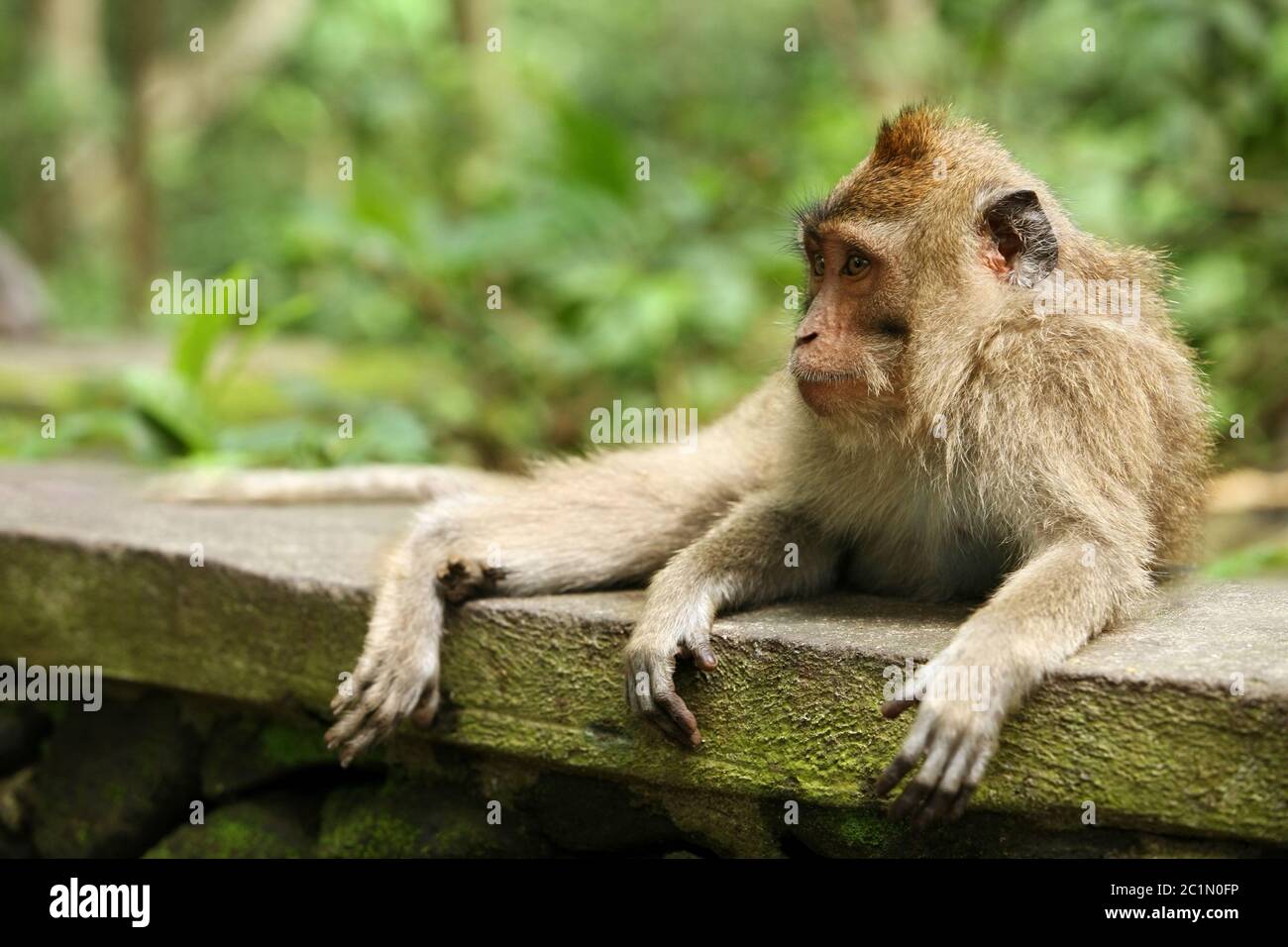 Portrait of the sad monkey. Forest of monkeys in Bali. Indonesia Stock ...