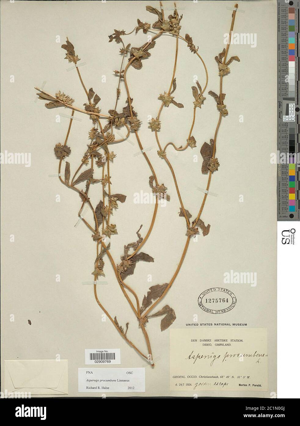 Asperugo procumbens hi-res stock photography and images - Alamy