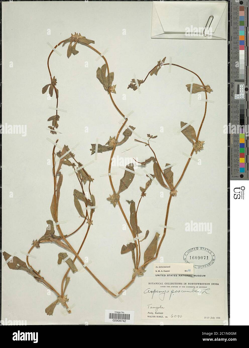 Asperugo procumbens hi-res stock photography and images - Alamy