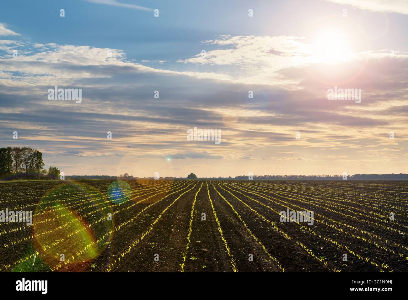 Plowed field with fresh green shouts on the sunset. Farming landscape ...