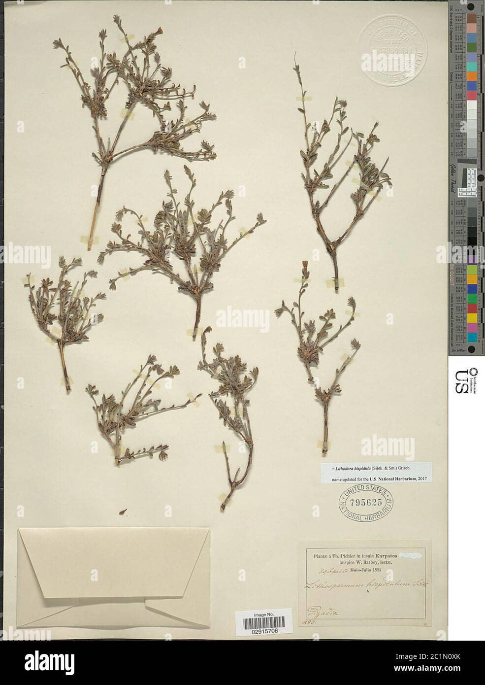 Lithodora hispidula Sm Griseb Lithodora hispidula Sm Griseb Stock Photo ...