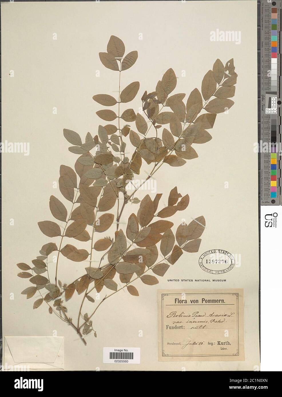 Robinia genus hi-res stock photography and images - Alamy