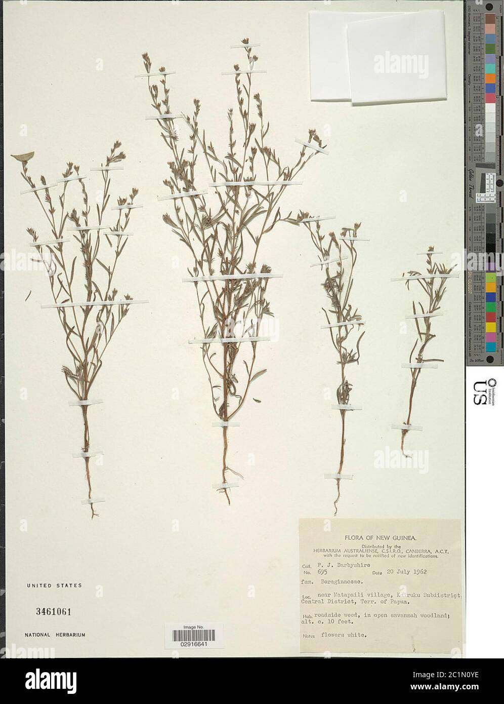 Indet sp Indet sp Stock Photo - Alamy