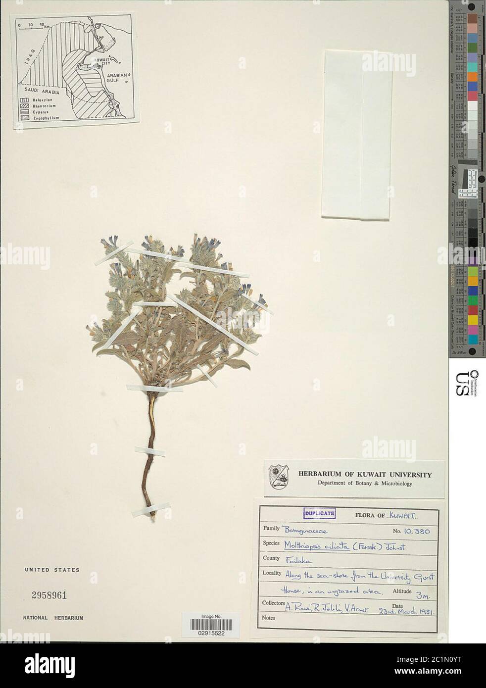 Moltkiopsis ciliata IM Johnst Moltkiopsis ciliata IM Johnst Stock Photo ...