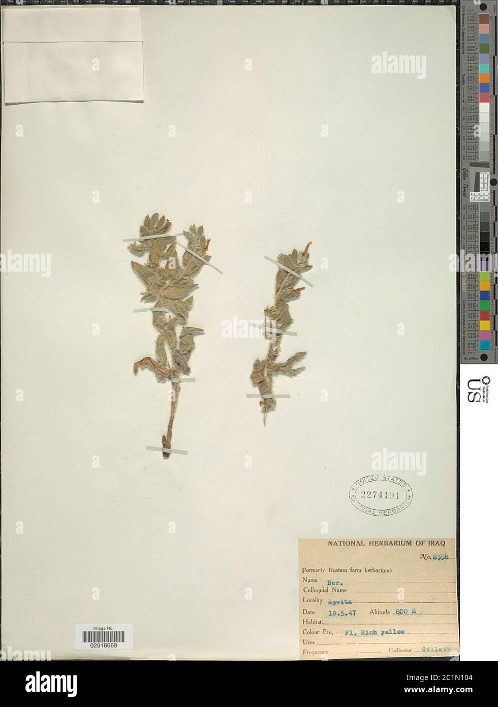 Indet sp Indet sp Stock Photo - Alamy