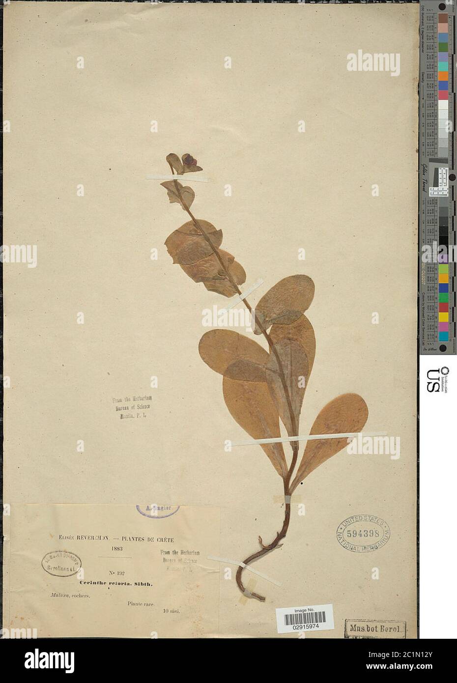 Cerinthe retorta Sm Cerinthe retorta Sm Stock Photo - Alamy