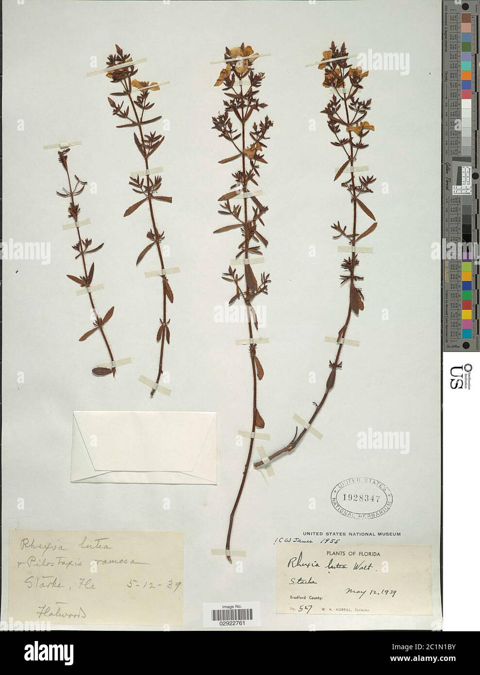 Rhexia lutea Walter Rhexia lutea Walter Stock Photo - Alamy