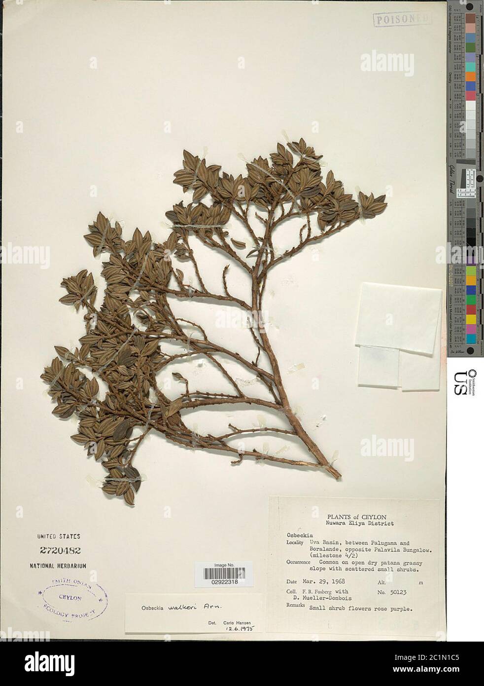 Osbeckia walkeri hi-res stock photography and images - Alamy