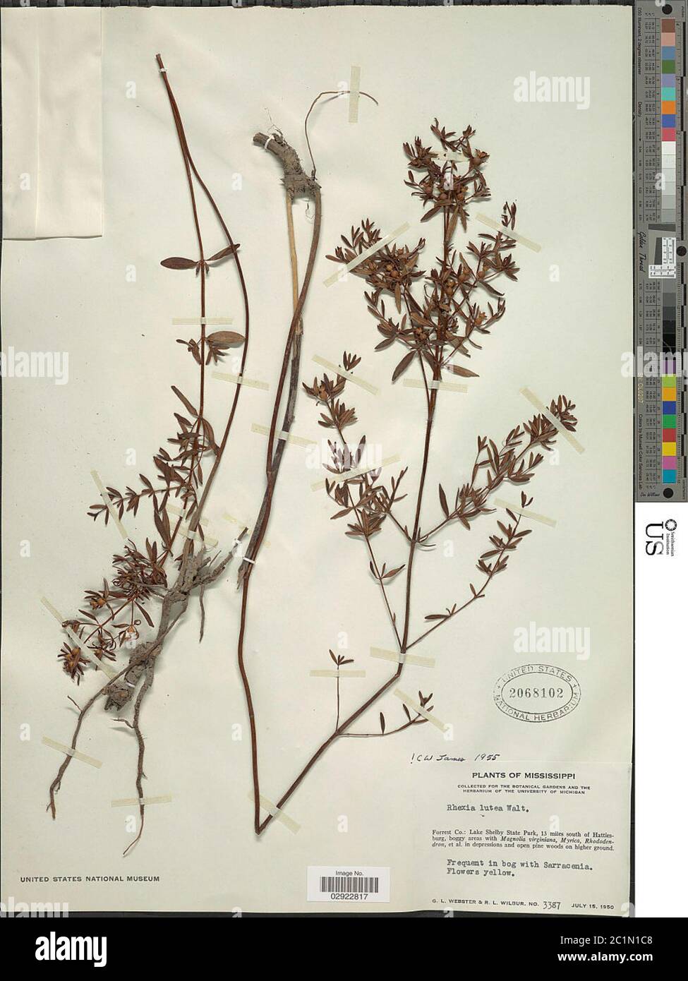 Rhexia lutea Walter Rhexia lutea Walter Stock Photo - Alamy