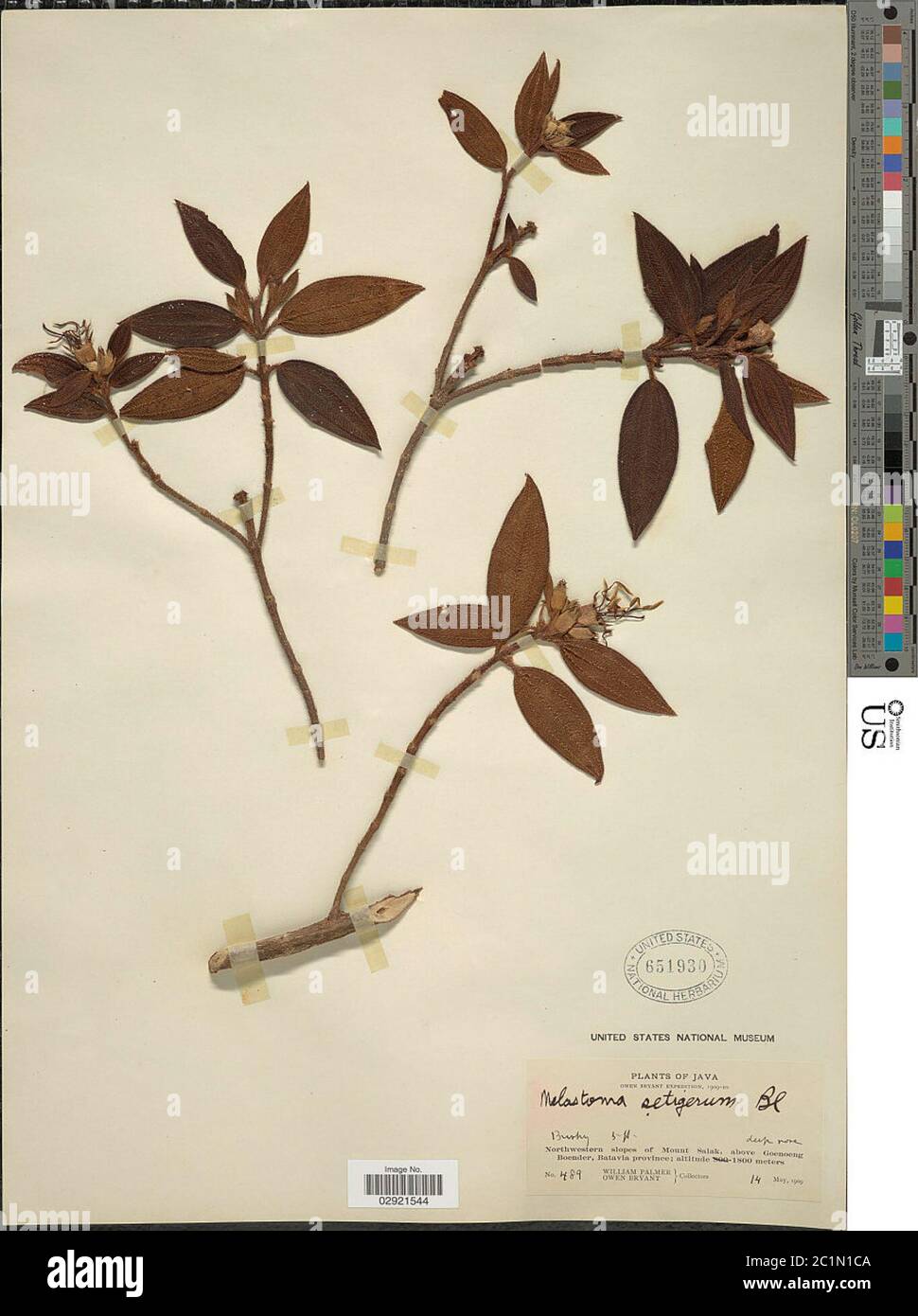 Melastoma setigerum Blume Melastoma setigerum Blume Stock Photo - Alamy