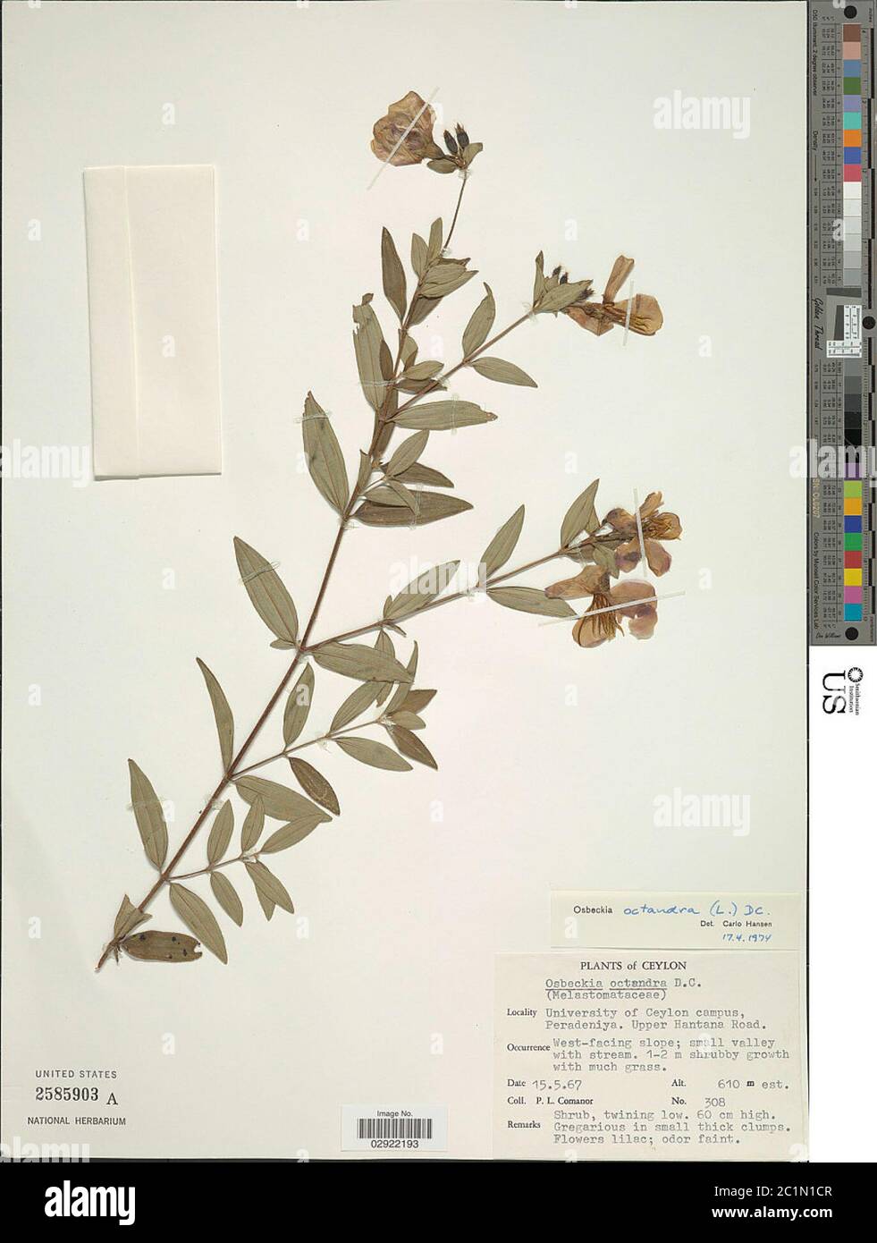 Osbeckia octandra DC Osbeckia octandra DC Stock Photo - Alamy