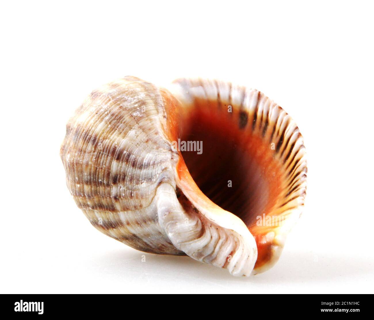 Rapana isolated on white background Stock Photo - Alamy