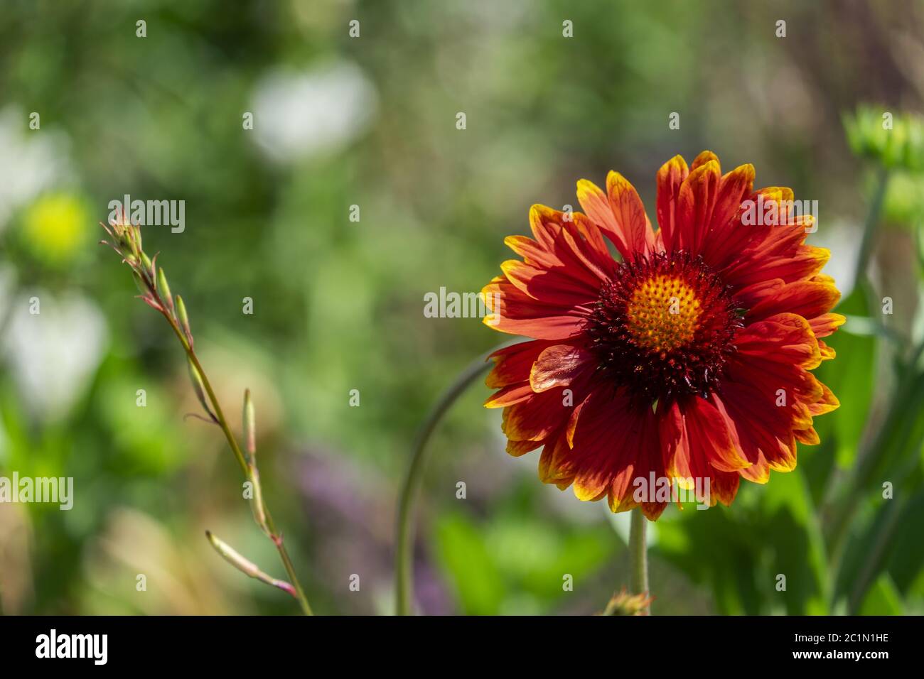 Cockade flower (Gaillardia Stock Photo - Alamy