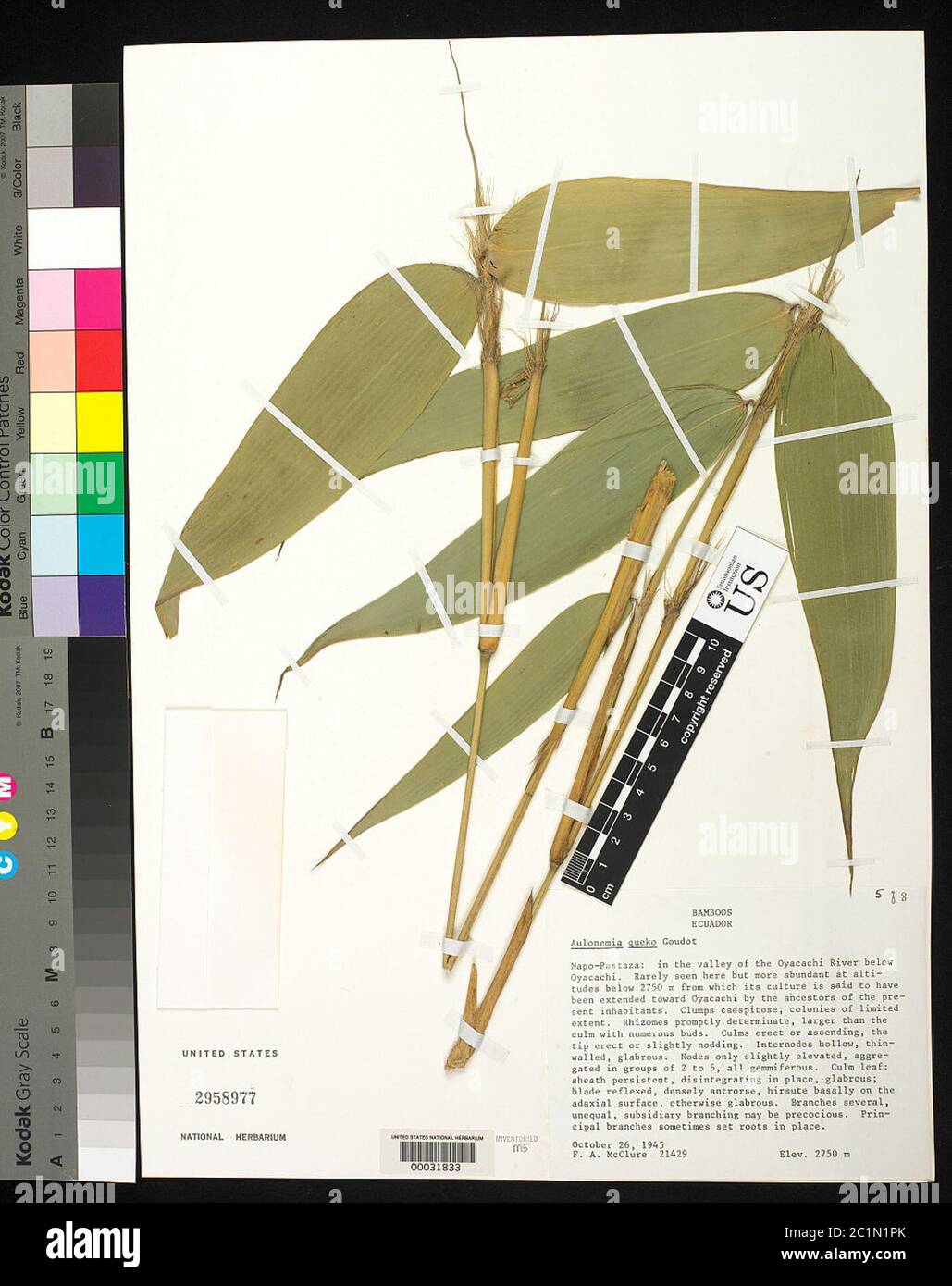 Aulonemia queko Goudot Aulonemia queko Goudot Stock Photo - Alamy