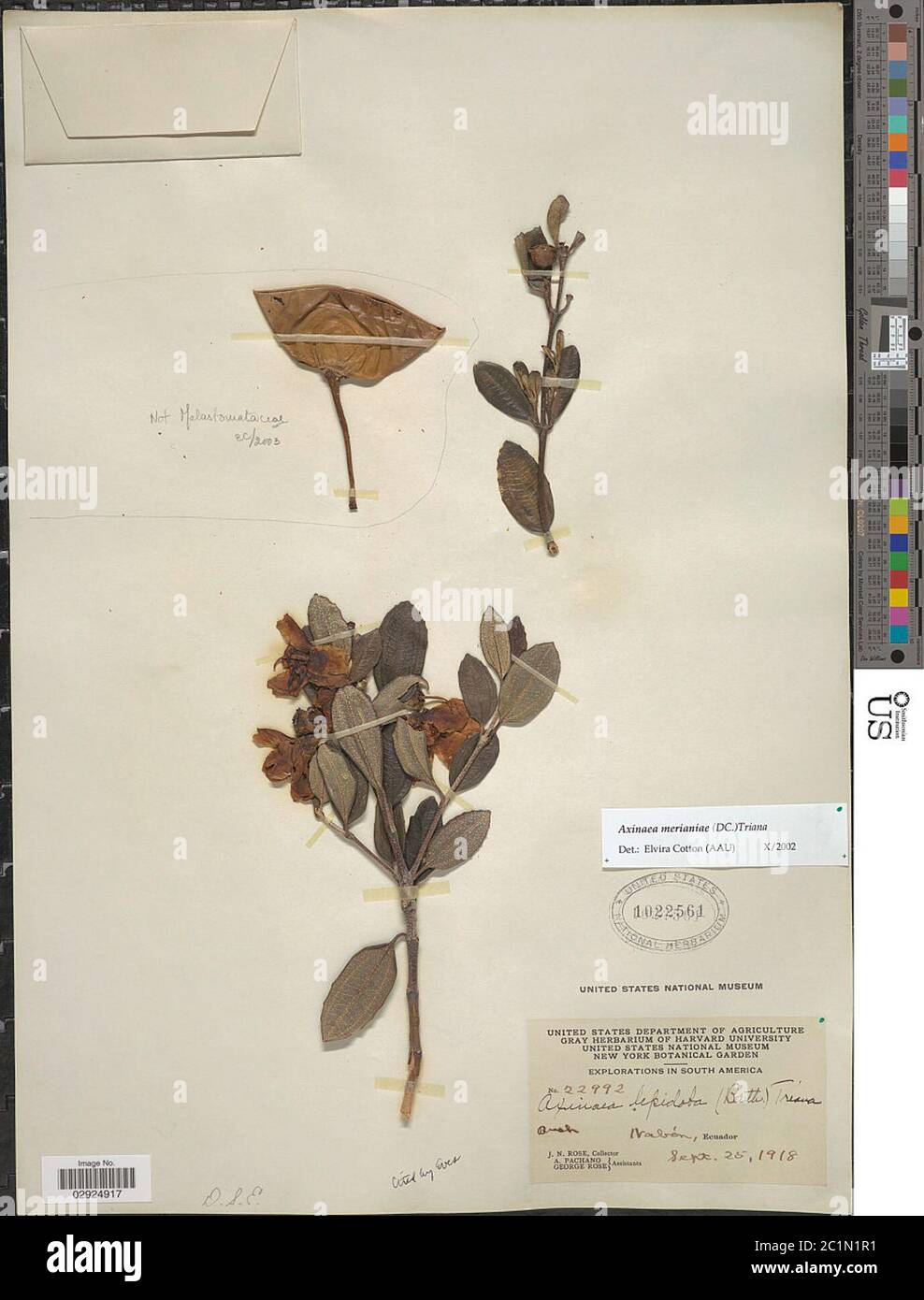 Axinaea merianiae DC Triana Axinaea merianiae DC Triana Stock Photo - Alamy