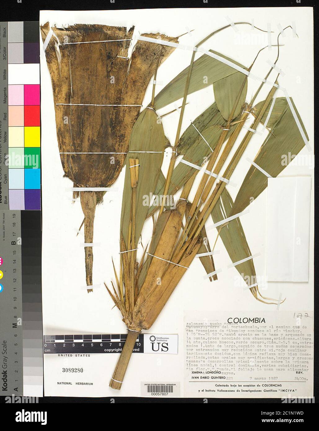 Aulonemia queko Goudot Aulonemia queko Goudot Stock Photo - Alamy