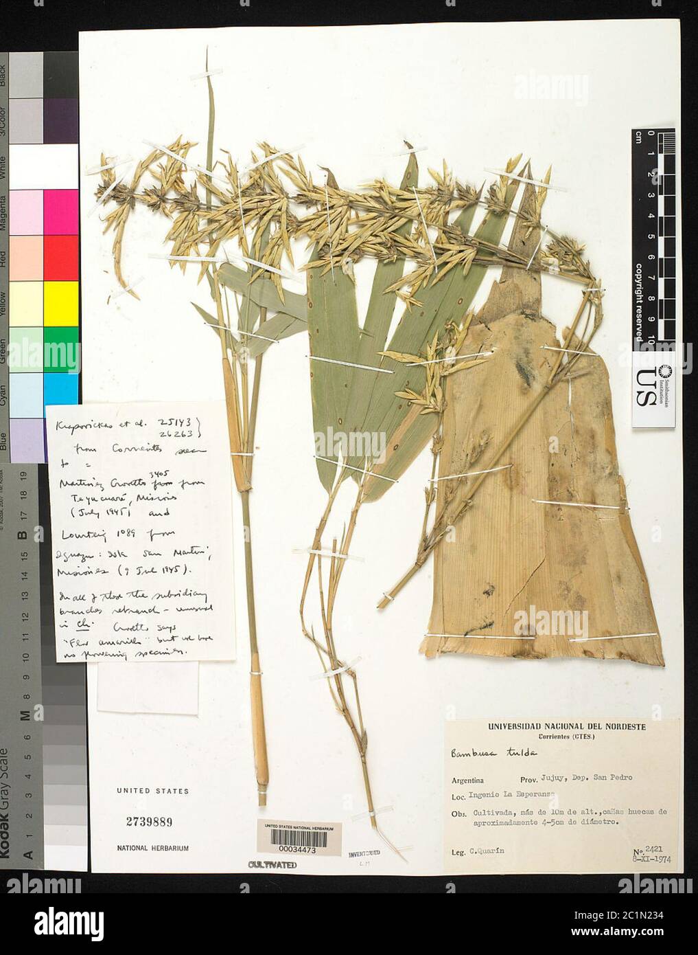 Bambusa tulda hi-res stock photography and images - Alamy