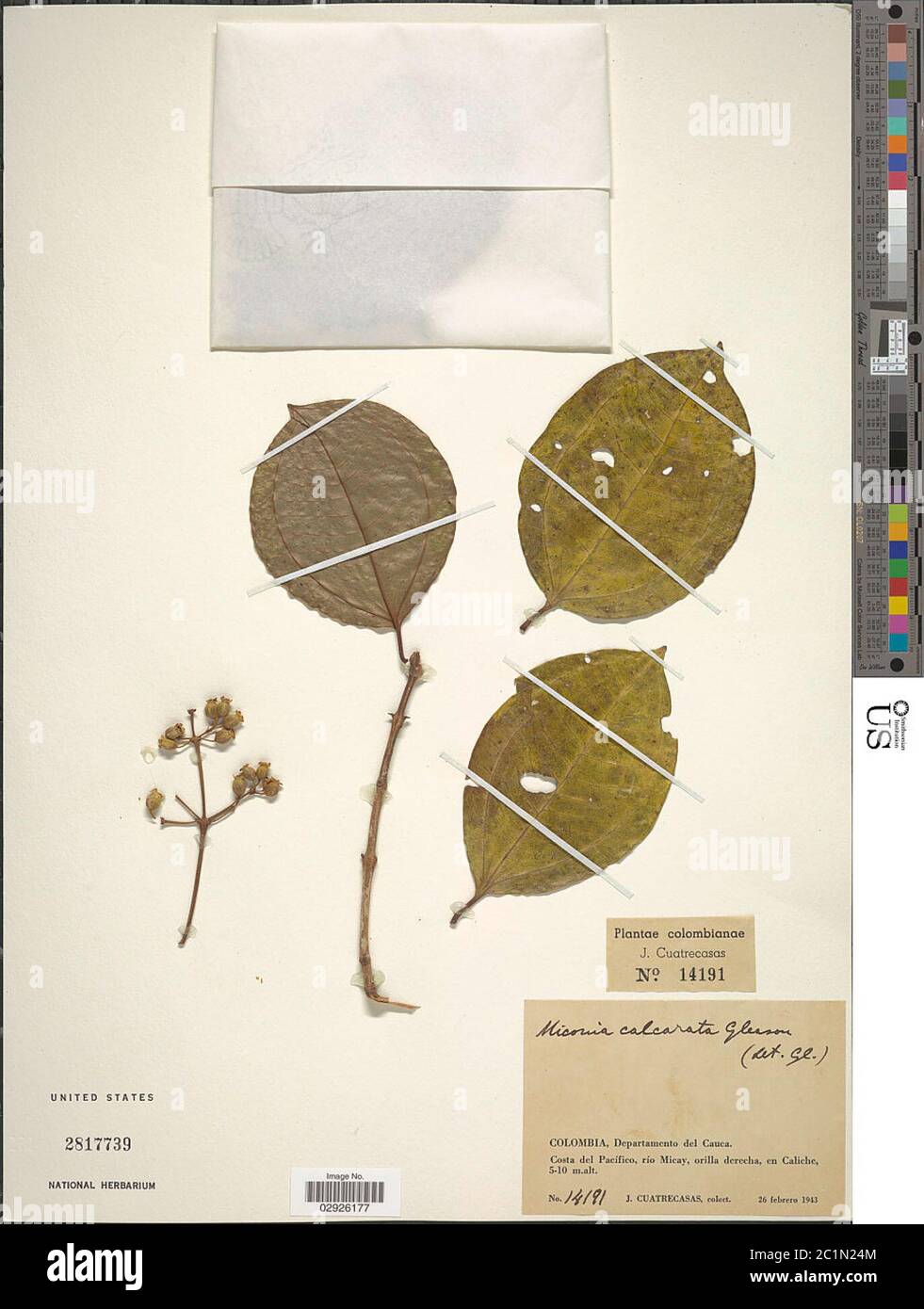 Tessmannianthus calcaratus Tessmannianthus calcaratus Stock Photo - Alamy