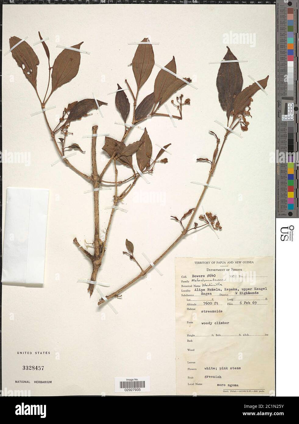 Medinilla genus hi-res stock photography and images - Alamy