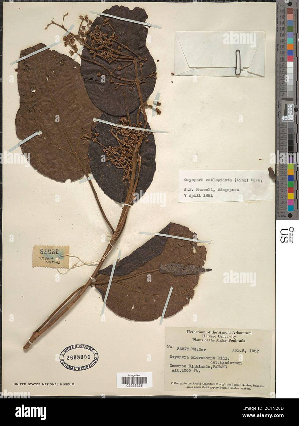 Oxyspora sublepidota JF Maxwell Oxyspora sublepidota JF Maxwell Stock ...
