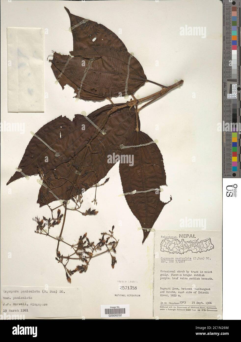 Oxyspora paniculata D Don DC Oxyspora paniculata D Don DC Stock Photo ...