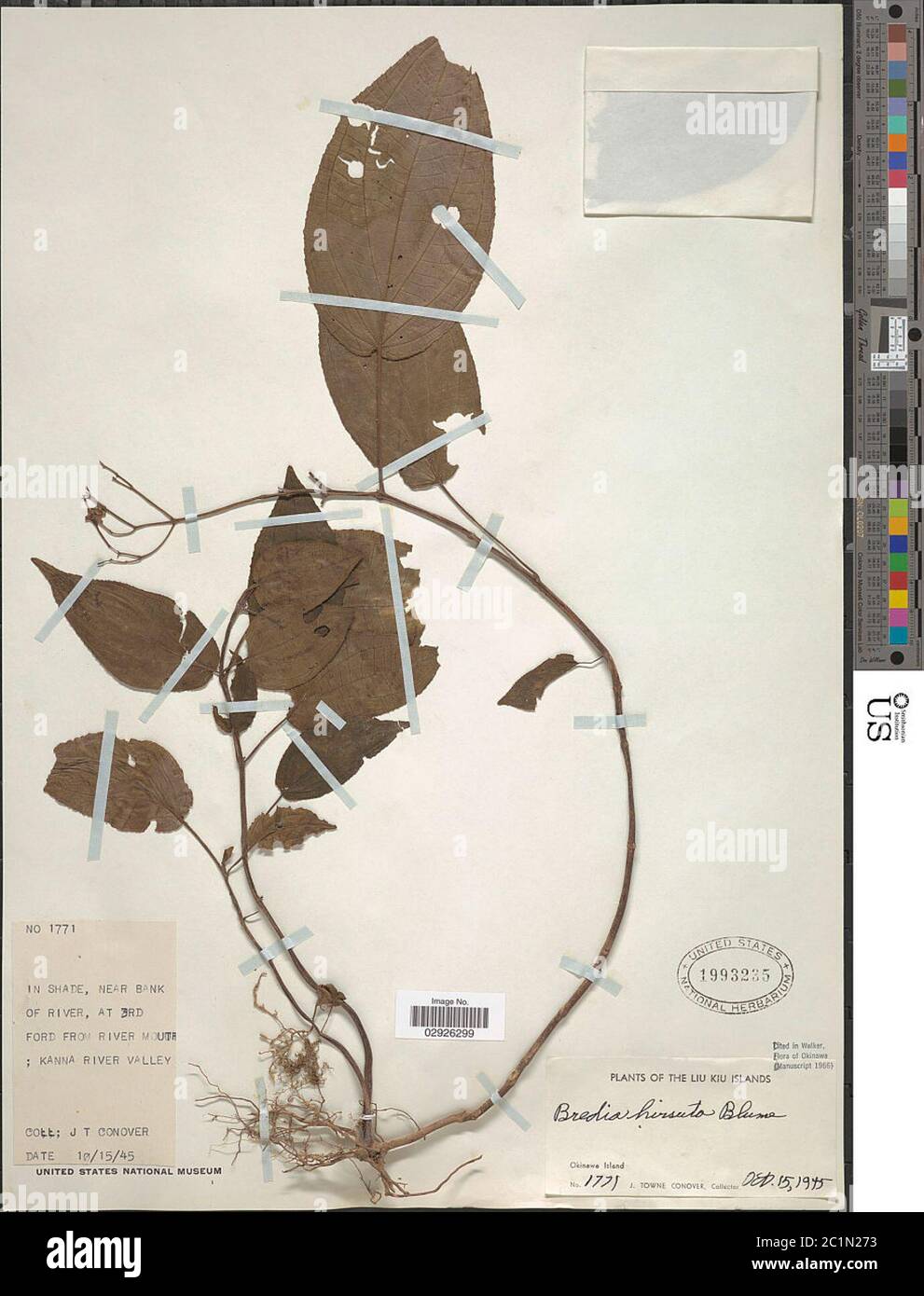 Bredia hirsuta Blume Bredia hirsuta Blume Stock Photo - Alamy