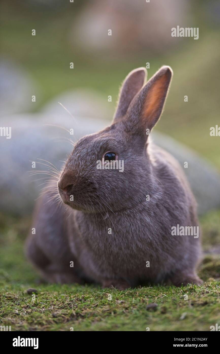 Zoo bunny hi-res stock photography and images - Alamy