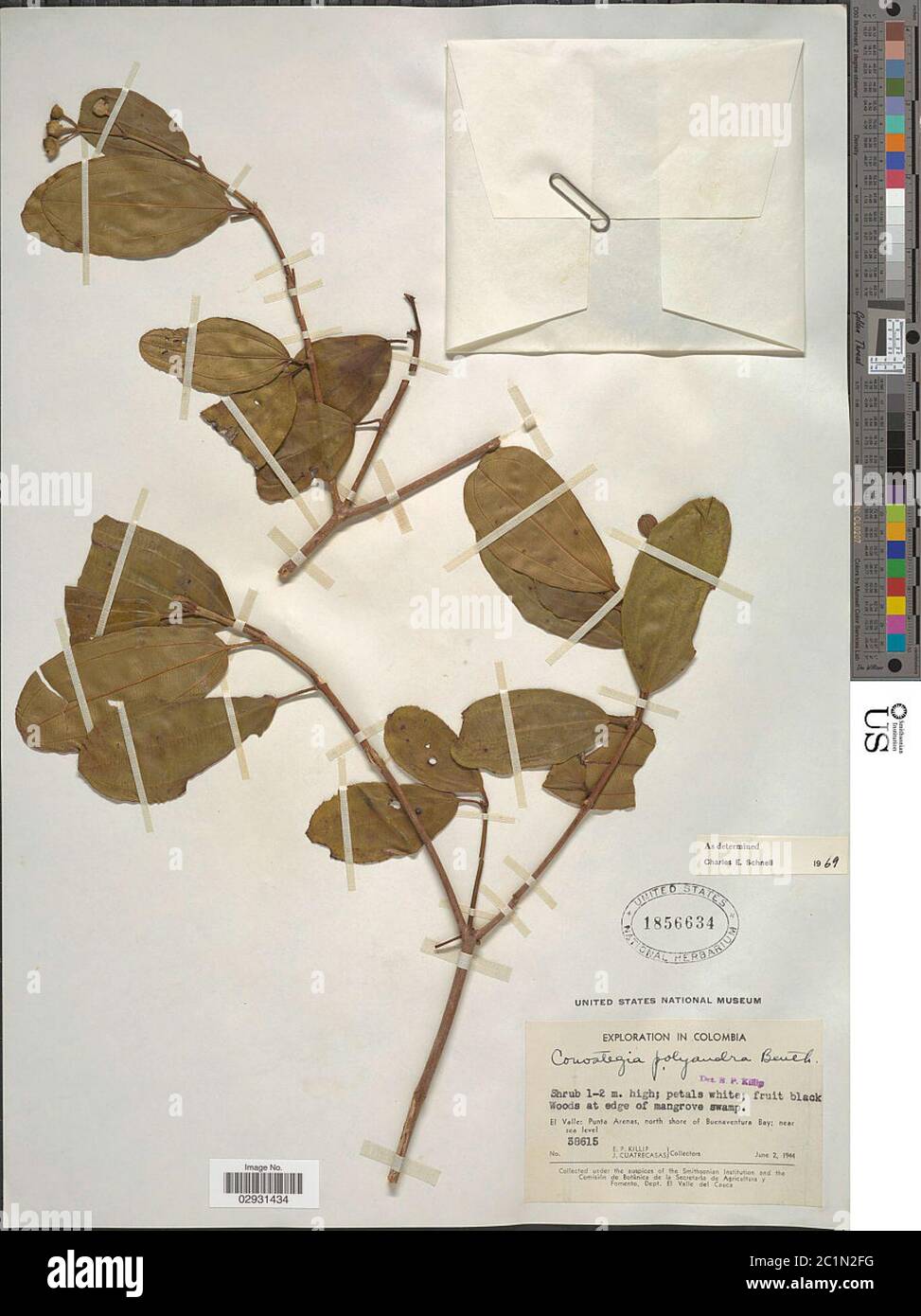 Polyandra hi-res stock photography and images - Alamy