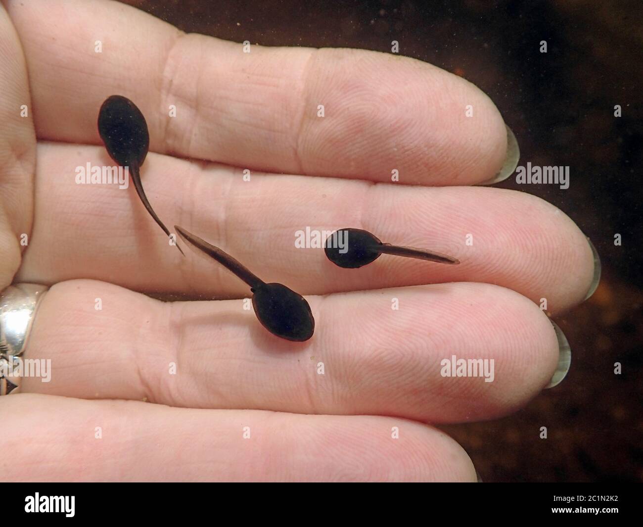 Underwater photo of tadpoles on the hand of a woman Stock Photo - Alamy