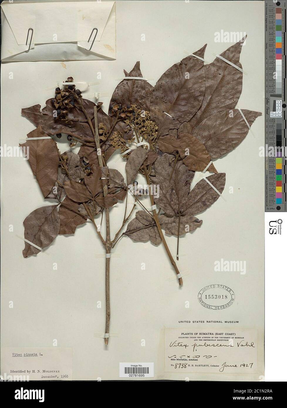 Vitex pinnata L Vitex pinnata L Stock Photo - Alamy