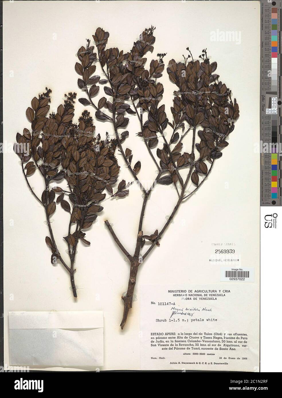 Miconia buxifolia hi-res stock photography and images - Alamy