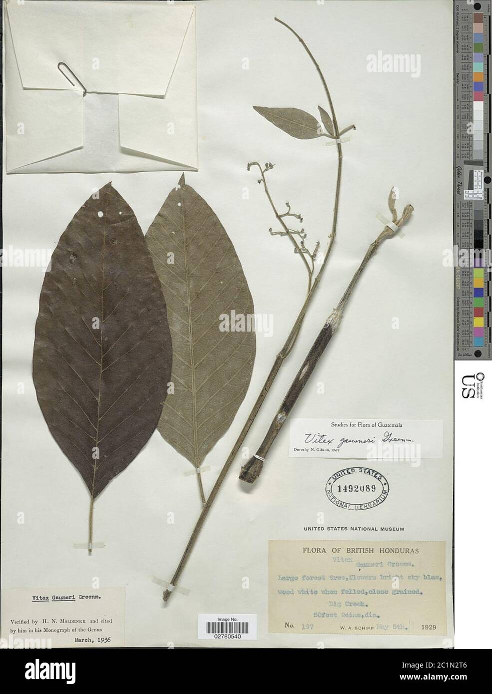 Vitex gaumeri Greenm Vitex gaumeri Greenm Stock Photo - Alamy