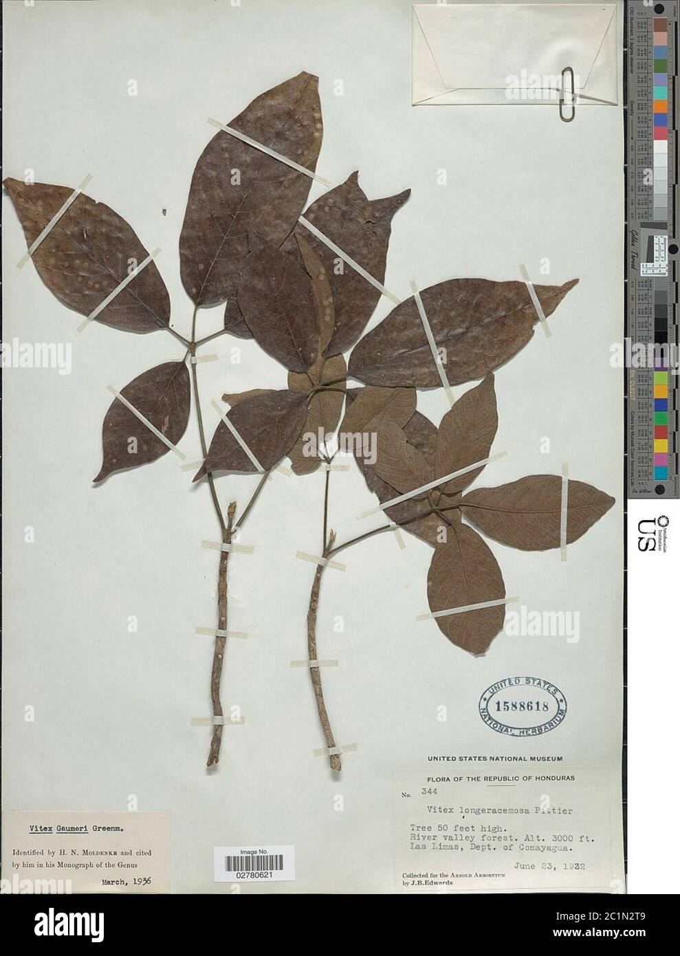 Vitex gaumeri Greenm Vitex gaumeri Greenm Stock Photo - Alamy