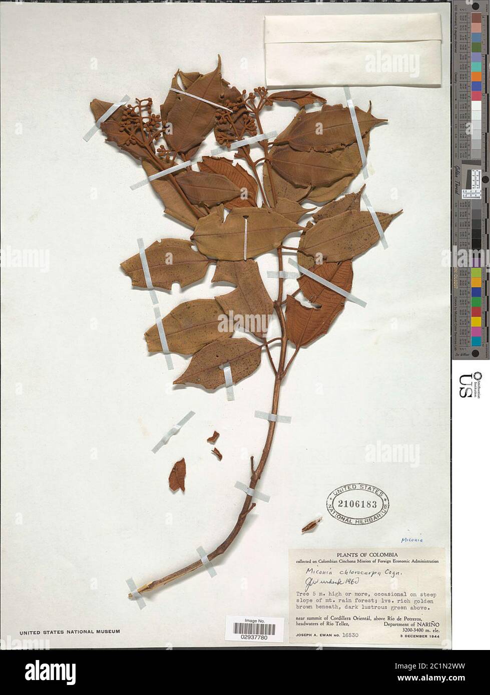 Chlorocarpa hi-res stock photography and images - Alamy