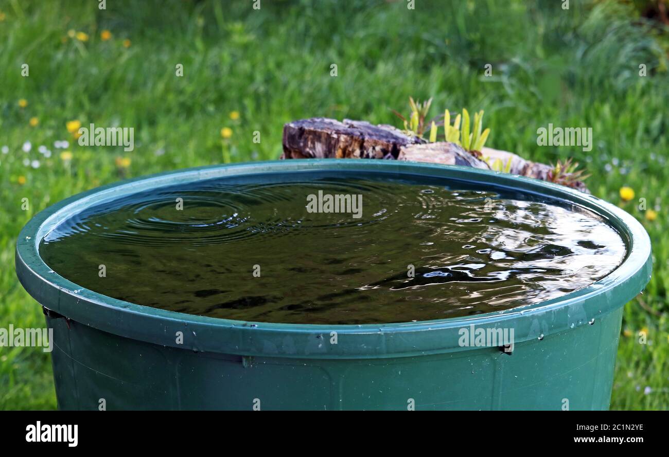 Rainwater in a rain barrel. Rainwater for watering the garden Stock ...