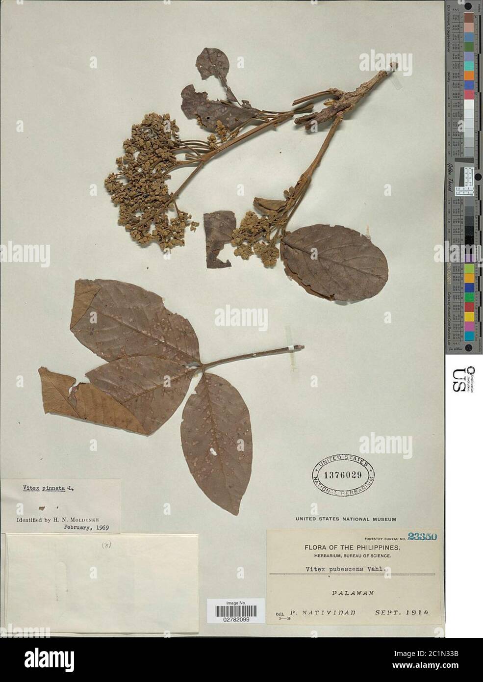 Vitex pinnata L Vitex pinnata L Stock Photo - Alamy