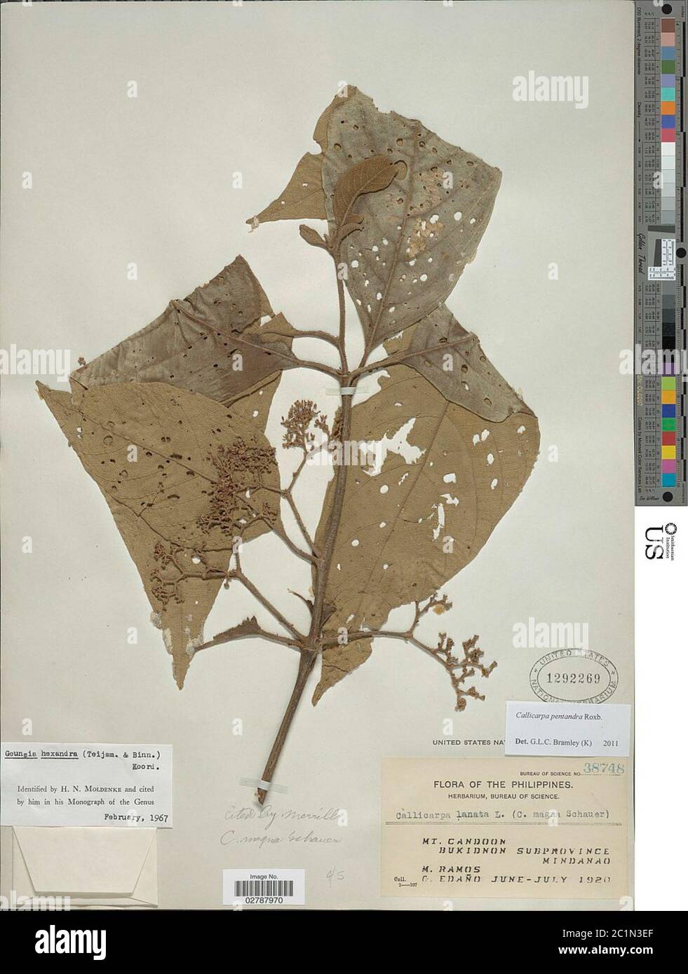 Callicarpa pentandra Roxb Callicarpa pentandra Roxb Stock Photo - Alamy