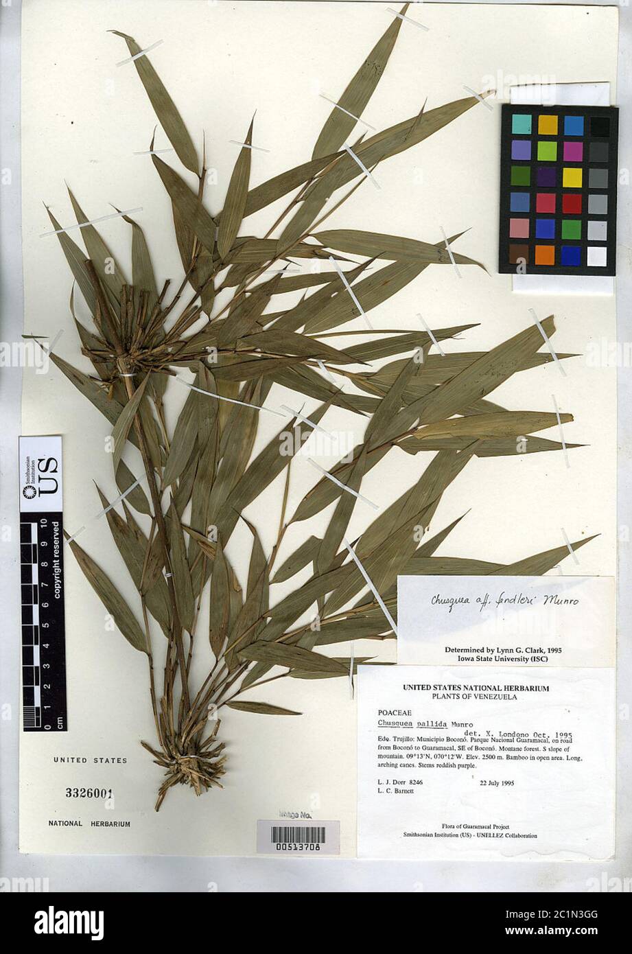 Chusquea hi-res stock photography and images - Alamy