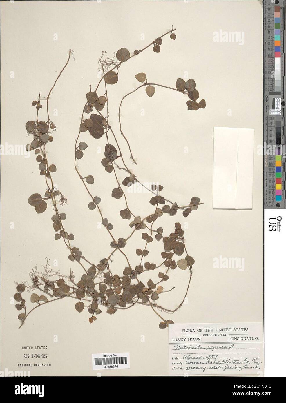 Mitchella repens L Mitchella repens L Stock Photo - Alamy
