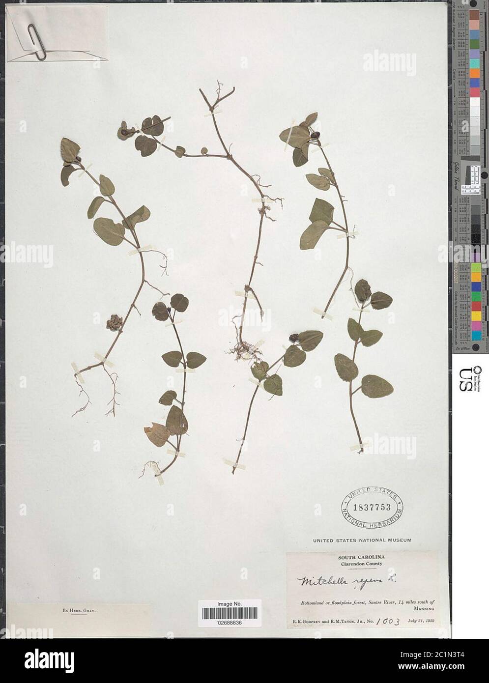 Mitchella repens L Mitchella repens L Stock Photo - Alamy