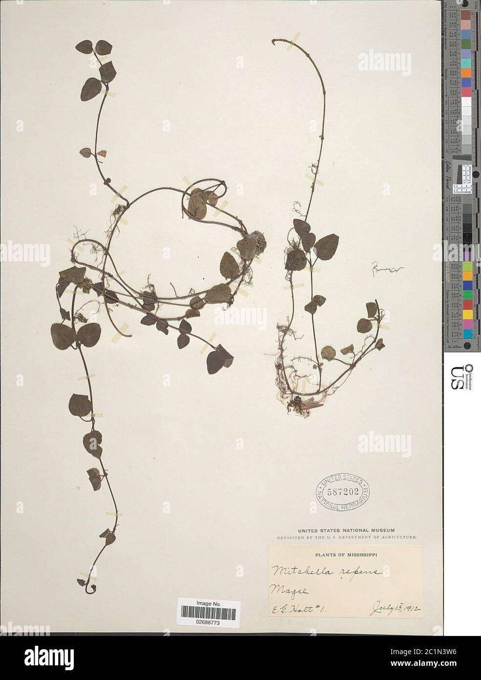 Mitchella repens L Mitchella repens L Stock Photo - Alamy