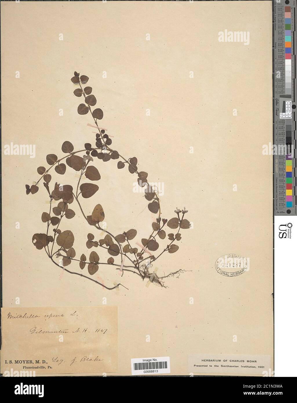 Mitchella repens L Mitchella repens L Stock Photo - Alamy