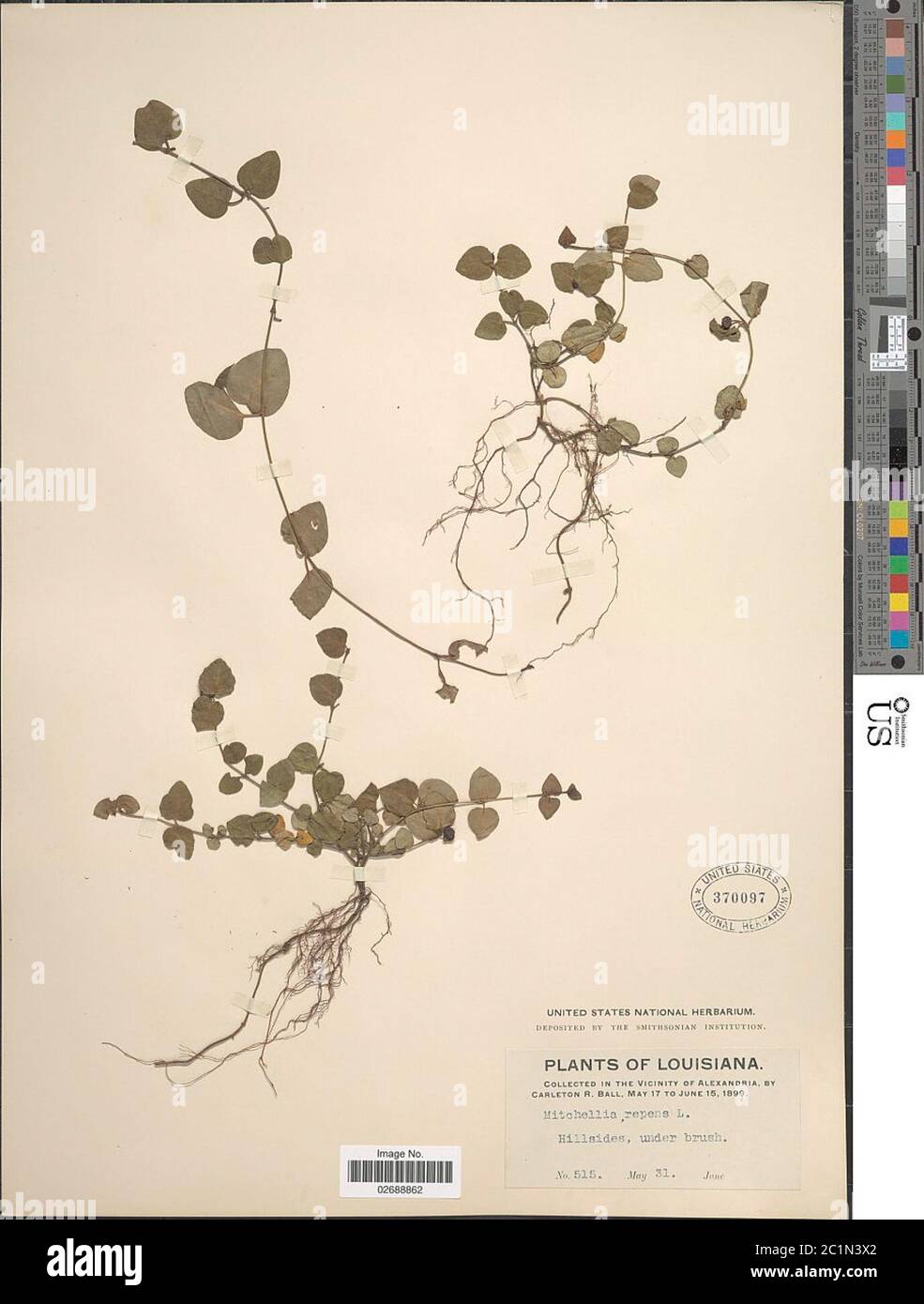 Mitchella repens L Mitchella repens L Stock Photo - Alamy