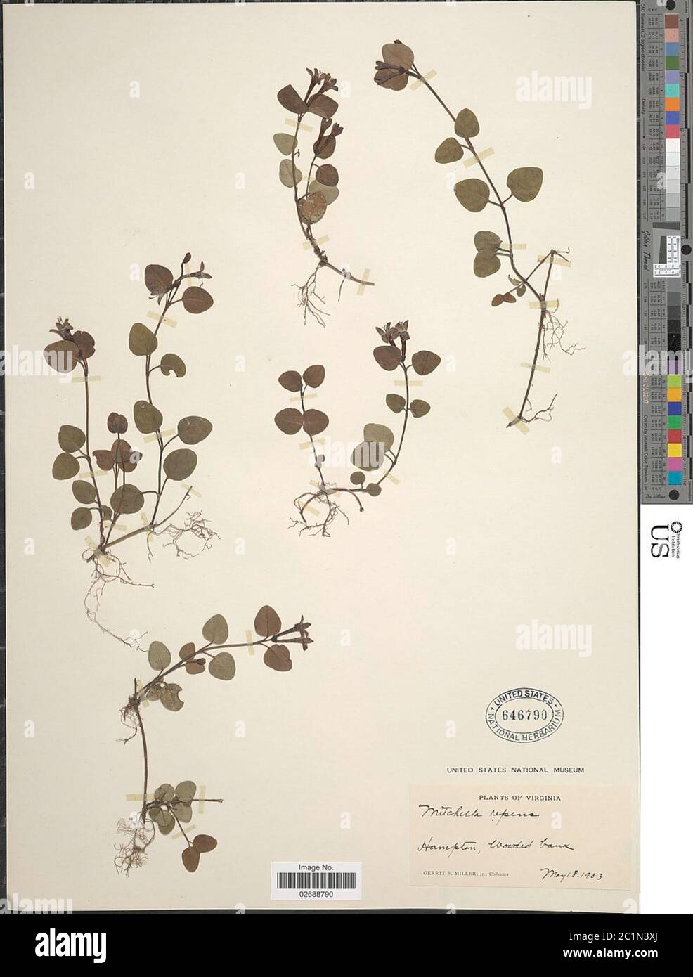 Mitchella repens L Mitchella repens L Stock Photo - Alamy