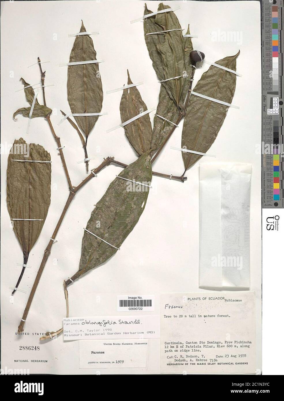 Faramea oblongifolia Standl Faramea oblongifolia Standl Stock Photo - Alamy