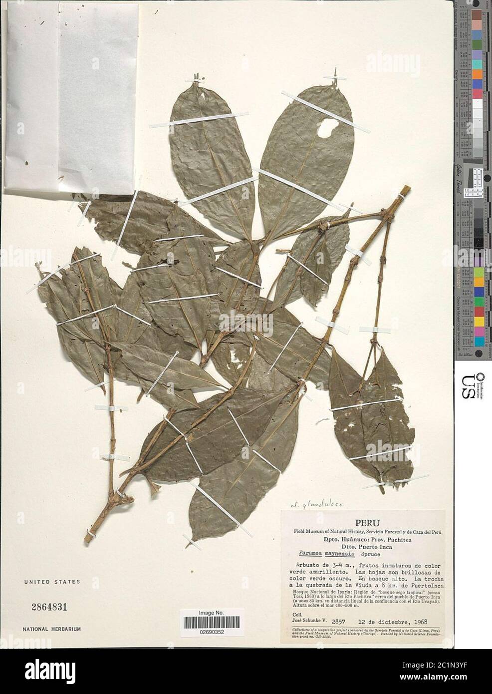 Faramea glandulosa Poepp Faramea glandulosa Poepp Stock Photo - Alamy