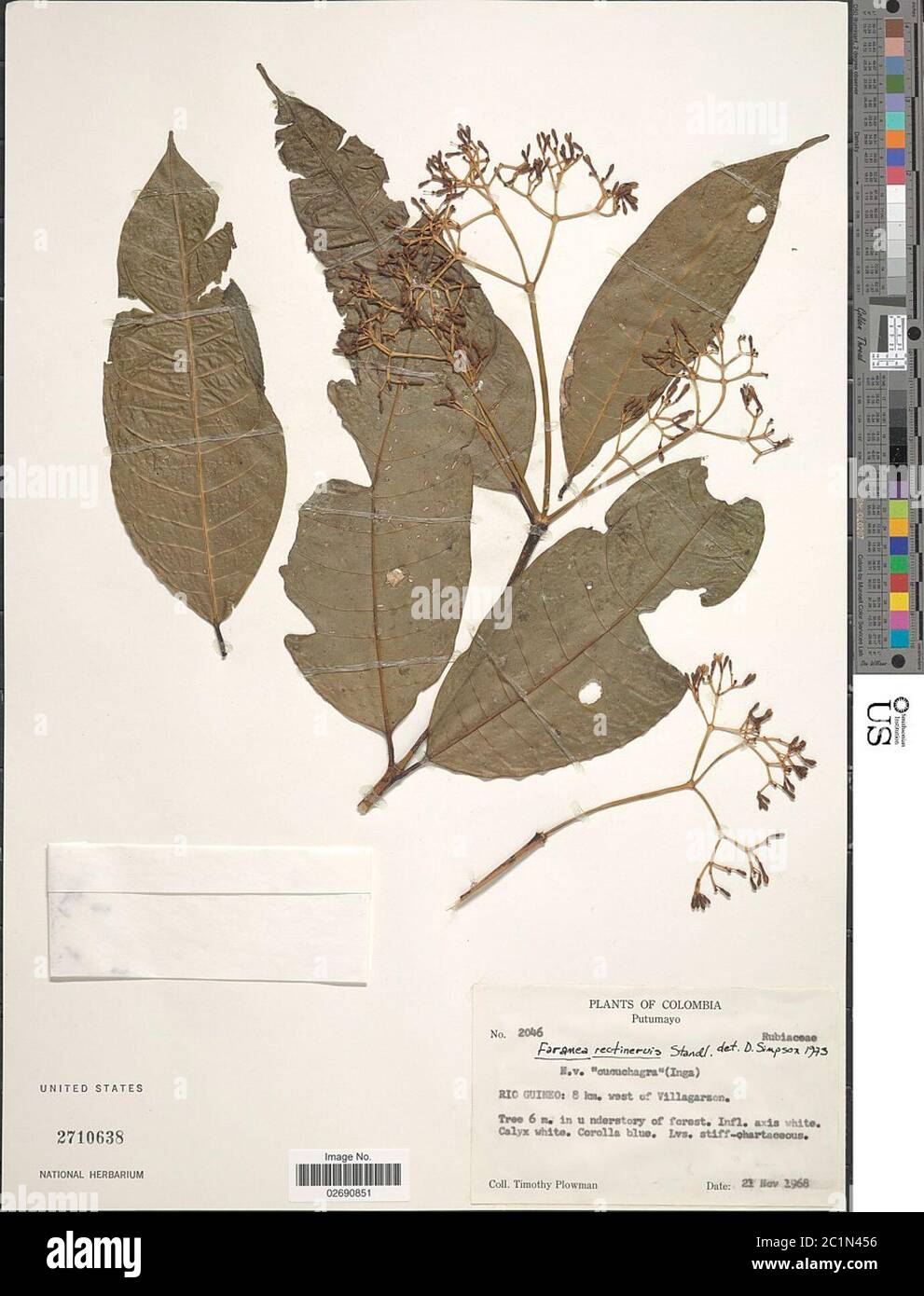 Faramea rectinervia Faramea rectinervia Stock Photo - Alamy