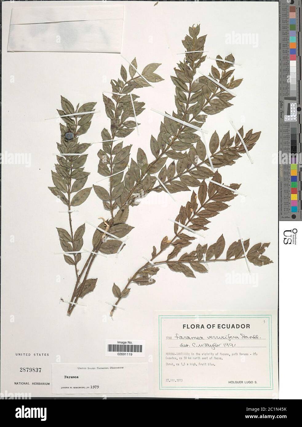 Faramea verrucifera Standl Faramea verrucifera Standl Stock Photo - Alamy